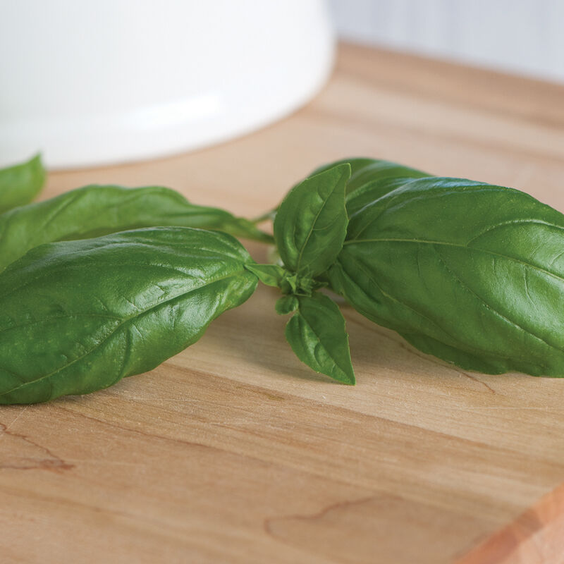 Basil Seedling - Genovese (Sweet Basil) – AquaTerra Farm