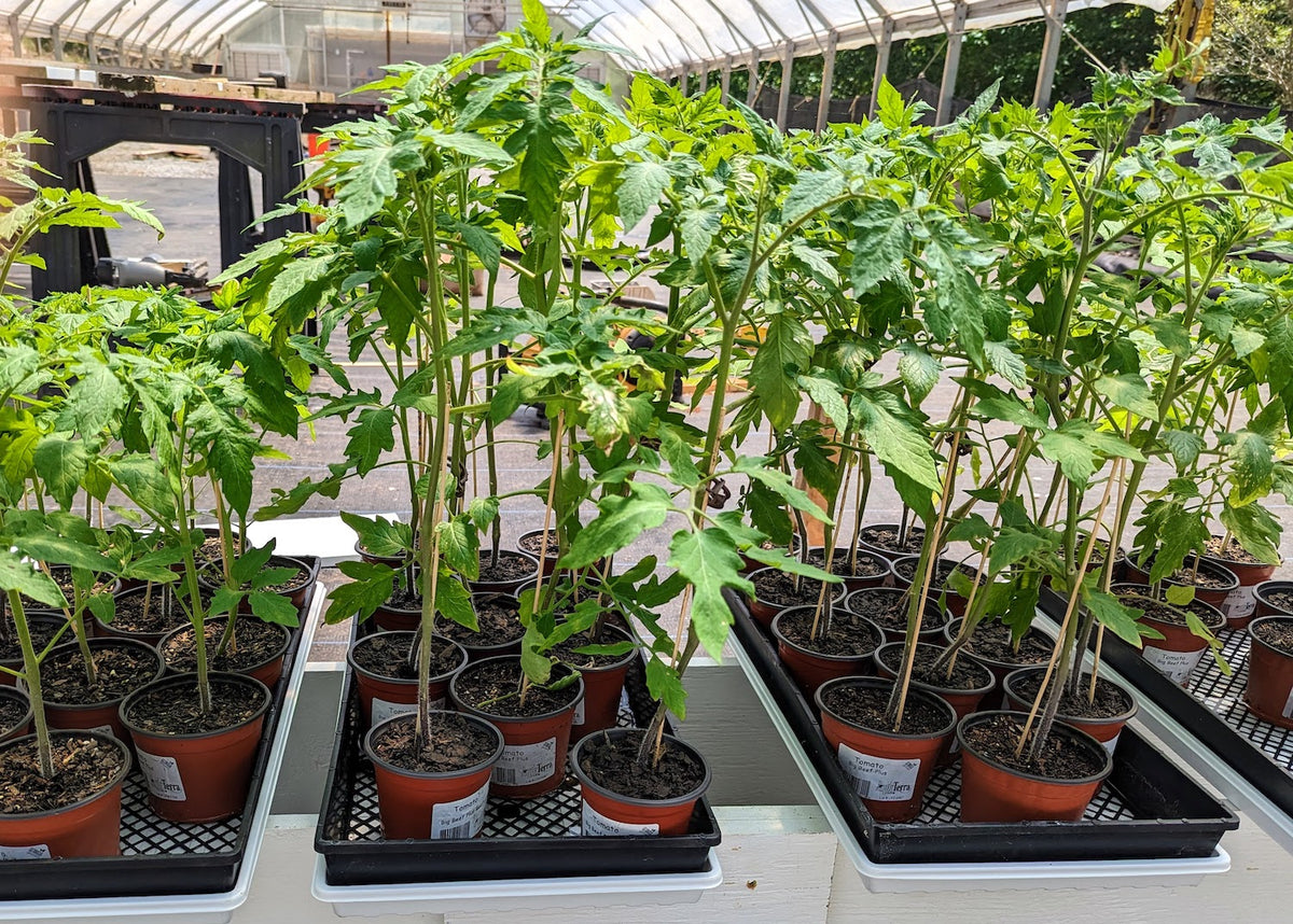 Big Beef Plus (Beefsteak) - Seedling – AquaTerra Farm