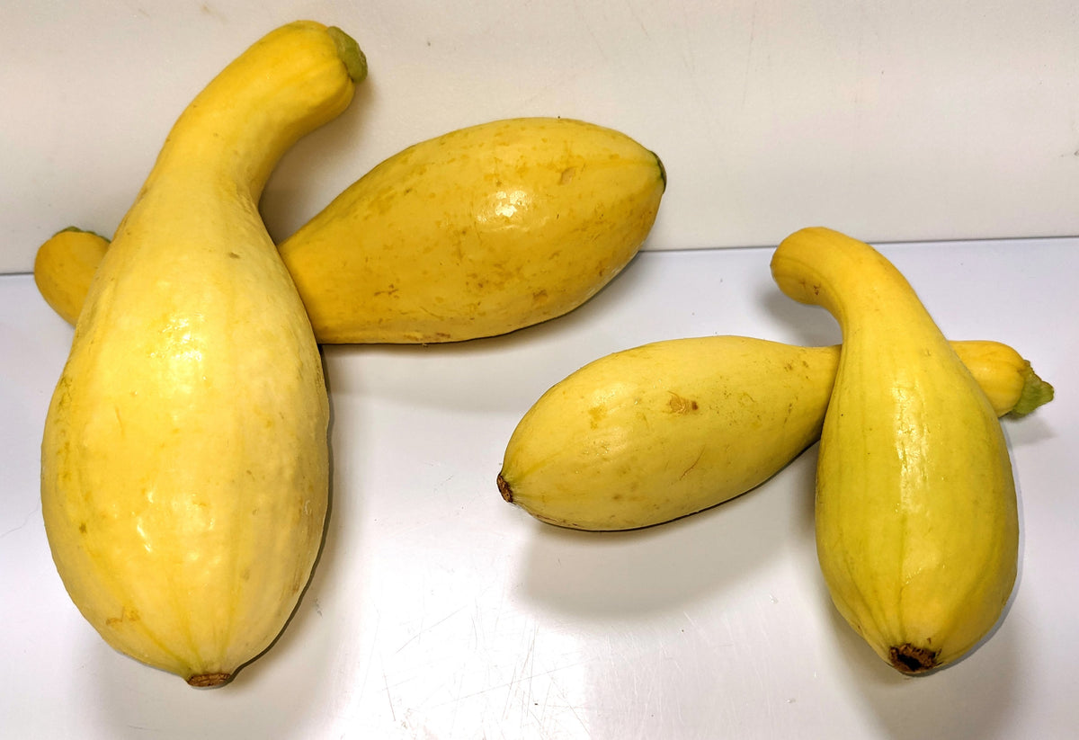 Yellow Squash (1 lb) – AquaTerra Farm